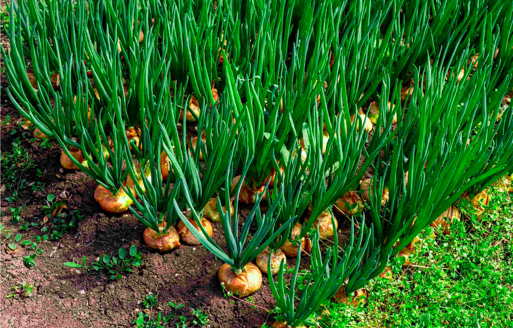 Agrovel – Productos de agro